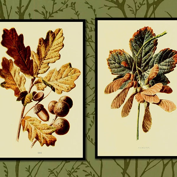 Antique Botanical Prints - Etsy