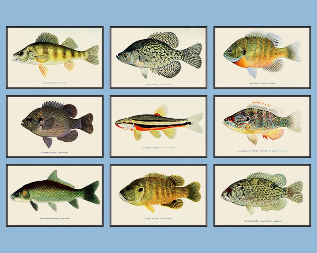 Fresh Water Fish Print Set - Etsy