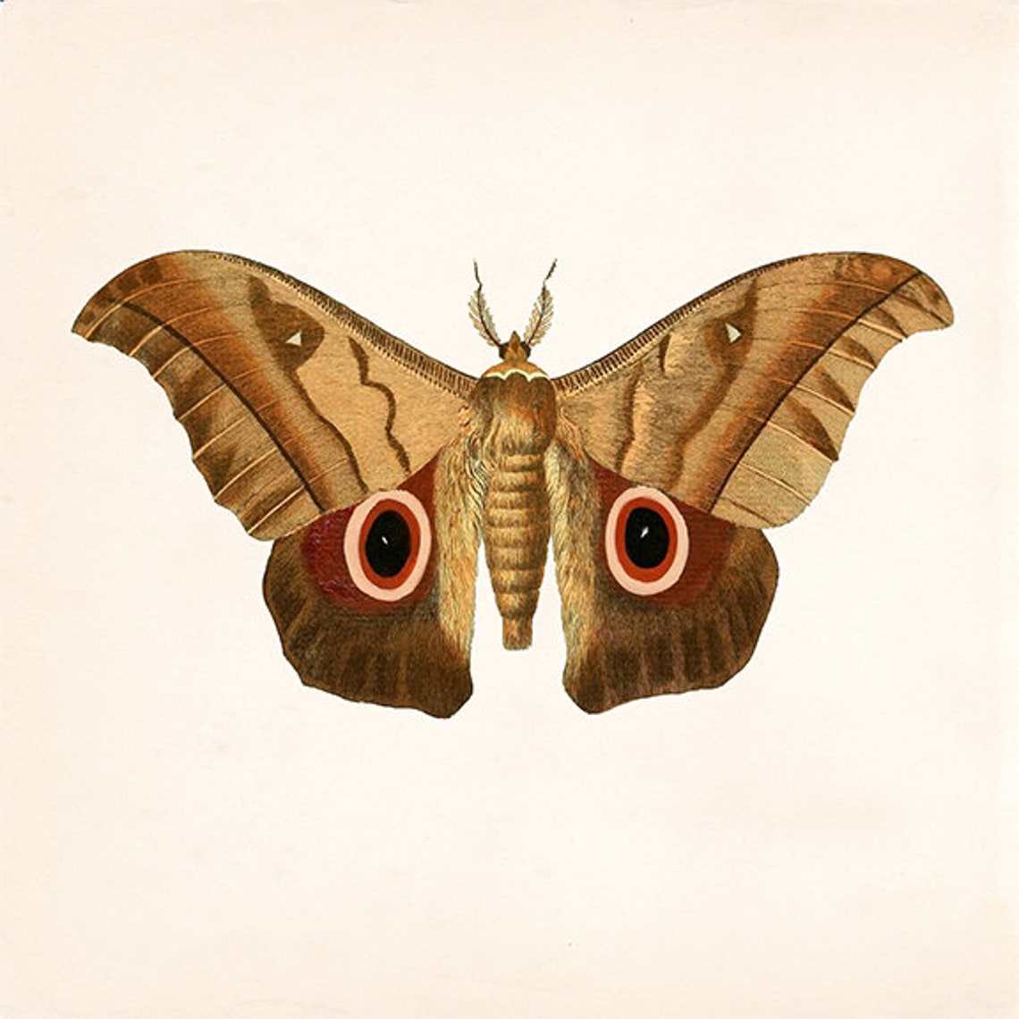 Moth Botanical Illustrations - Etsy