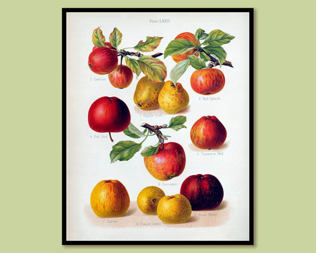 Apple Varieties Poster