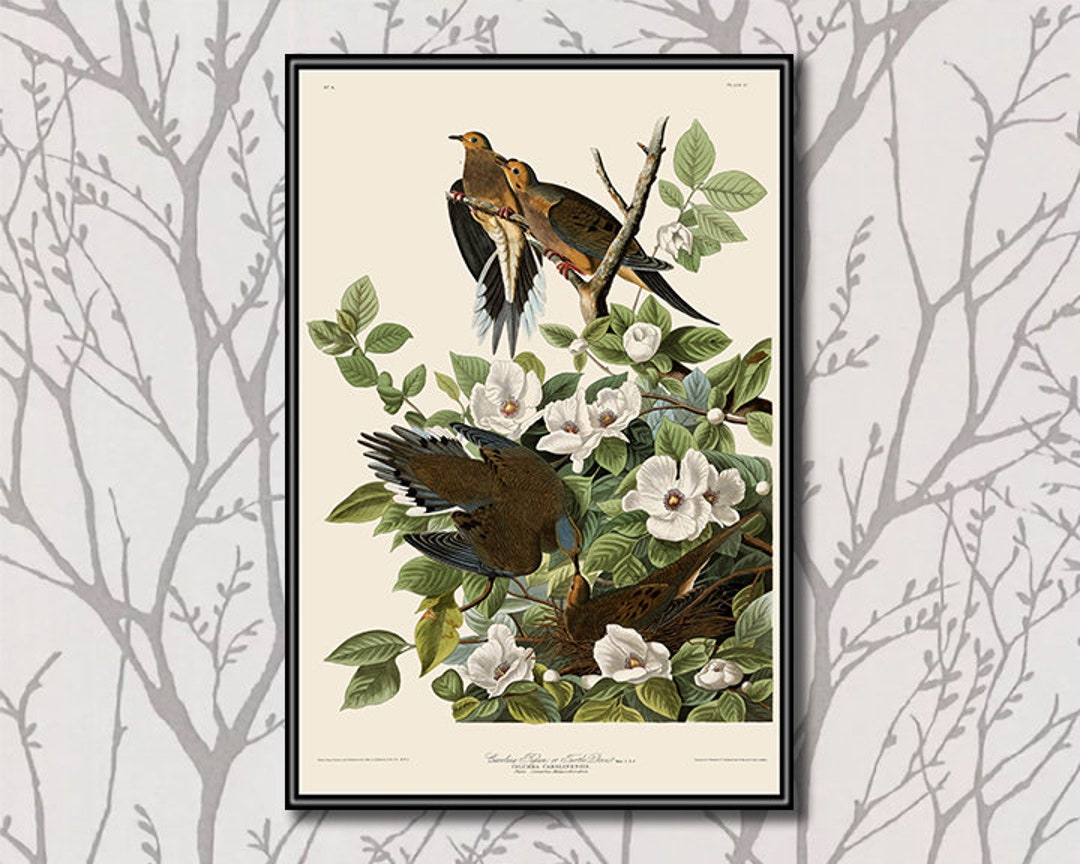 John James Audubon Bird Print Illustrations Plate 17 - Etsy
