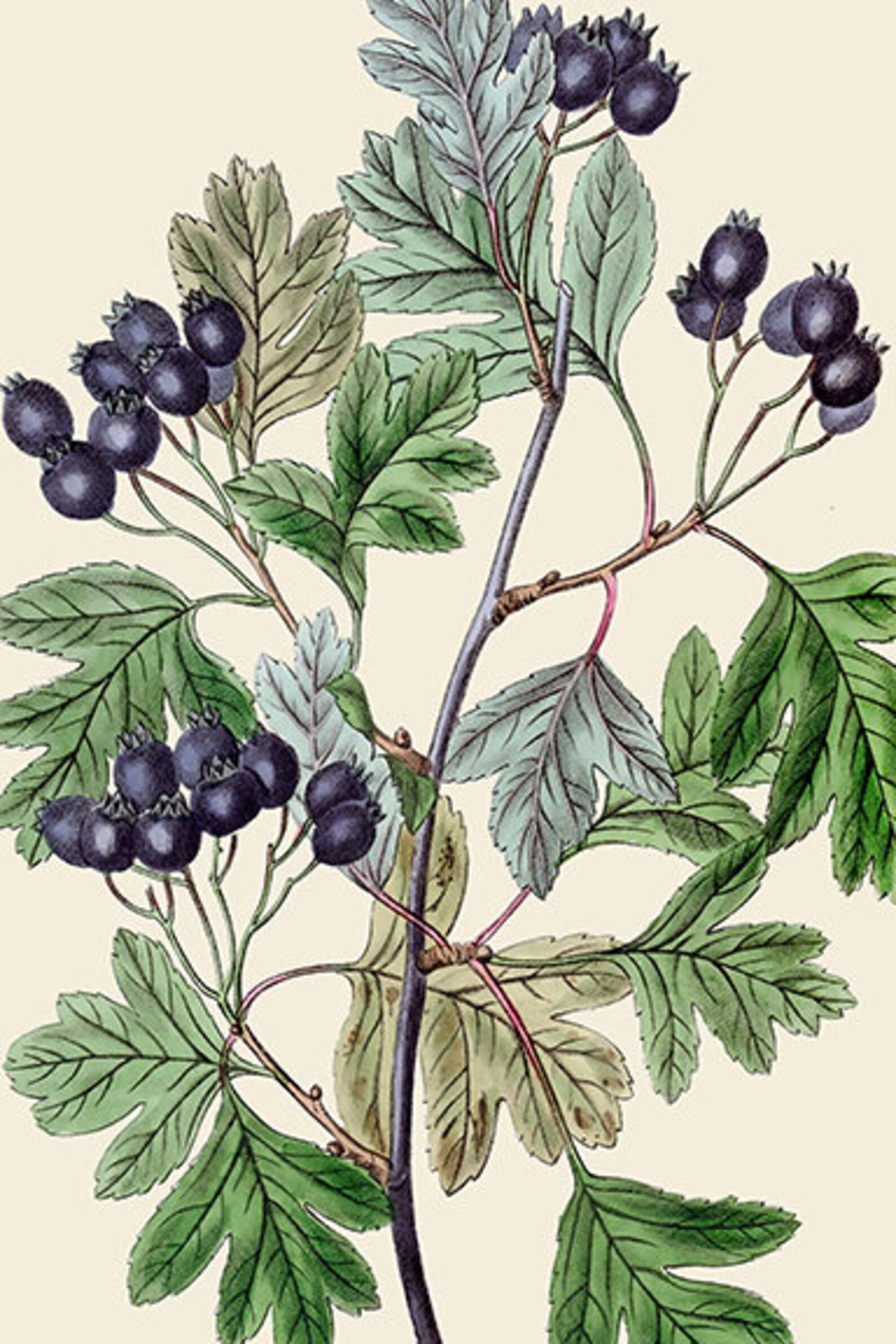 Berry Botanical Illustrations From Historical Sources, Antique Print ...