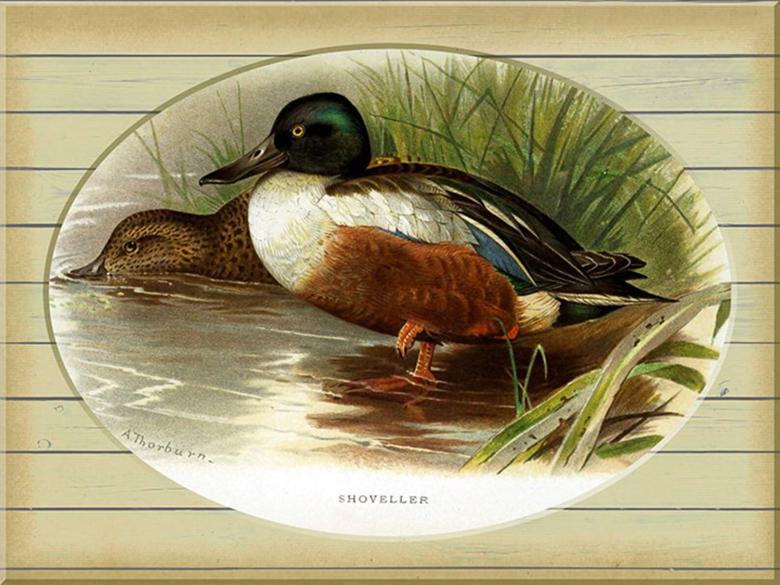 Wildlife Art of the Many Duck Species for the Early 1900's - Etsy