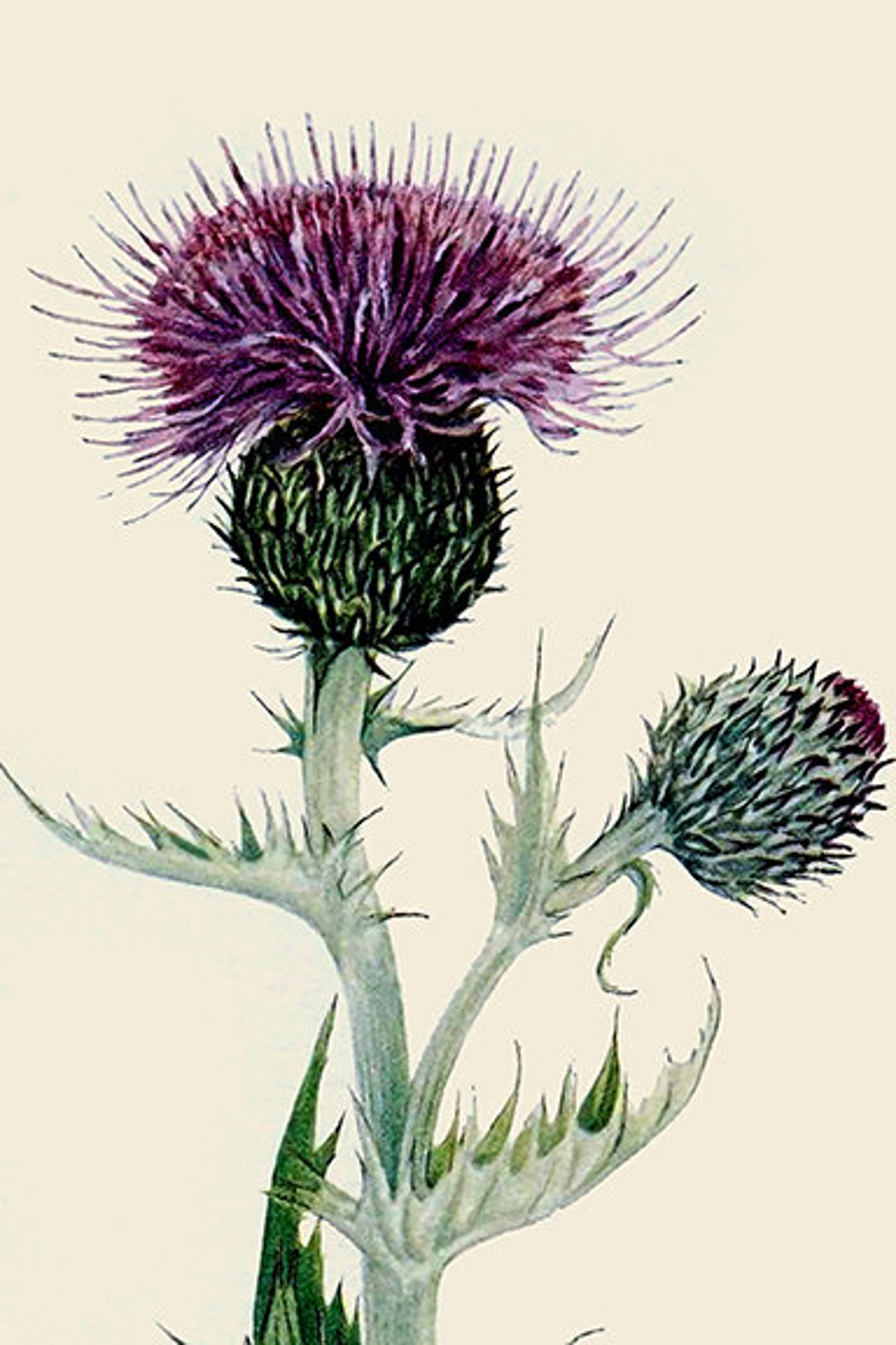 Thistle Botanical Print Set - Etsy