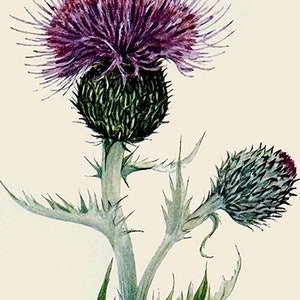 Thistle Botanical Print Set - Etsy