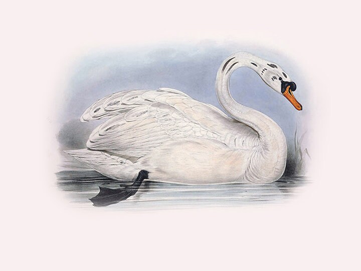 Swan Illustration Set - Etsy