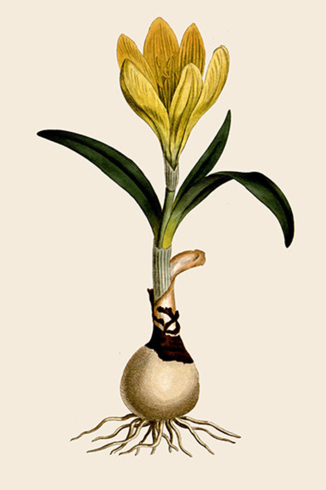 Crocus Bulbs French Antique Botanical Prints. - Etsy