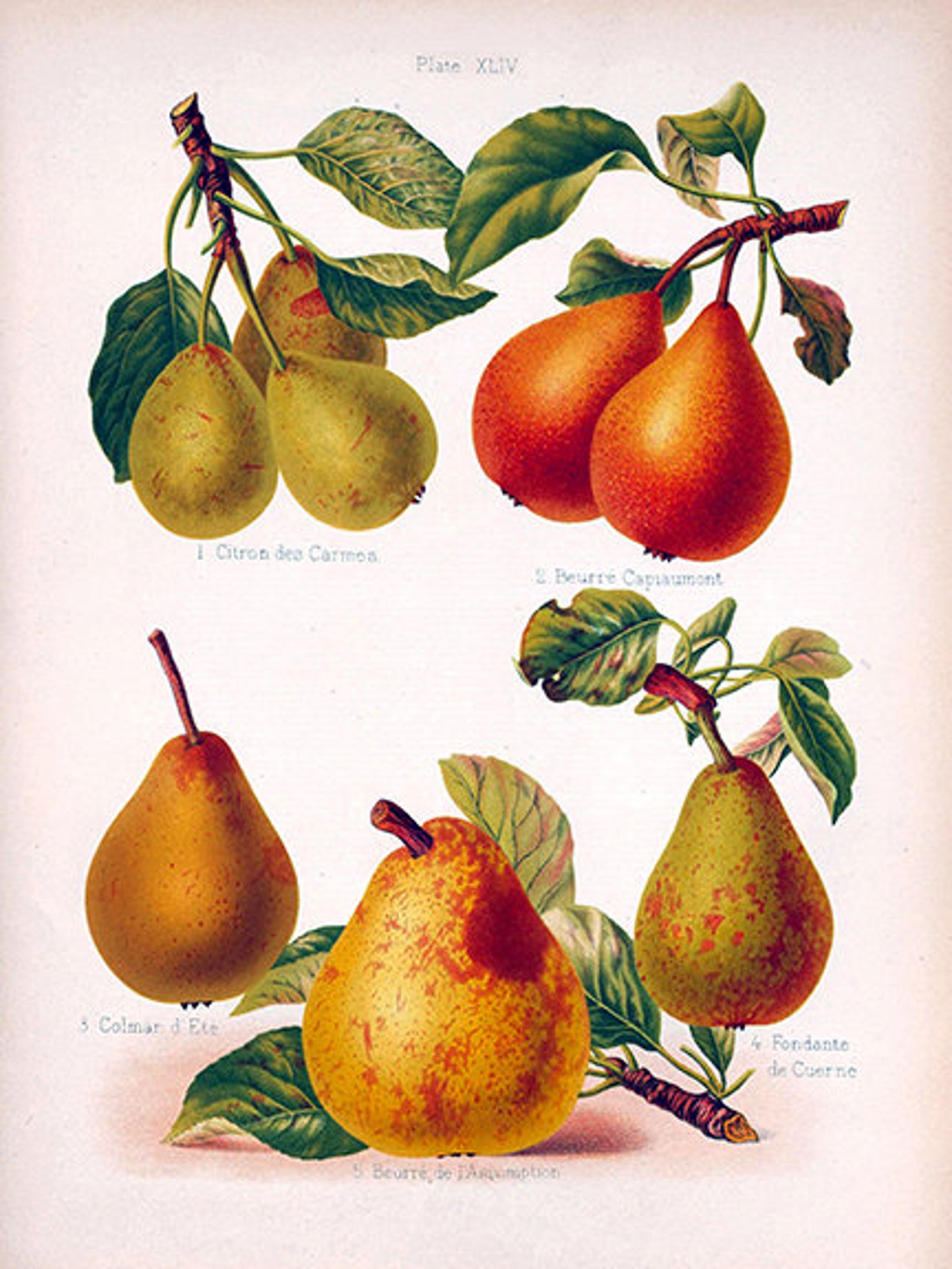 Botanical Print Belgian Pear Chart, Antique Poster Print Set - Etsy