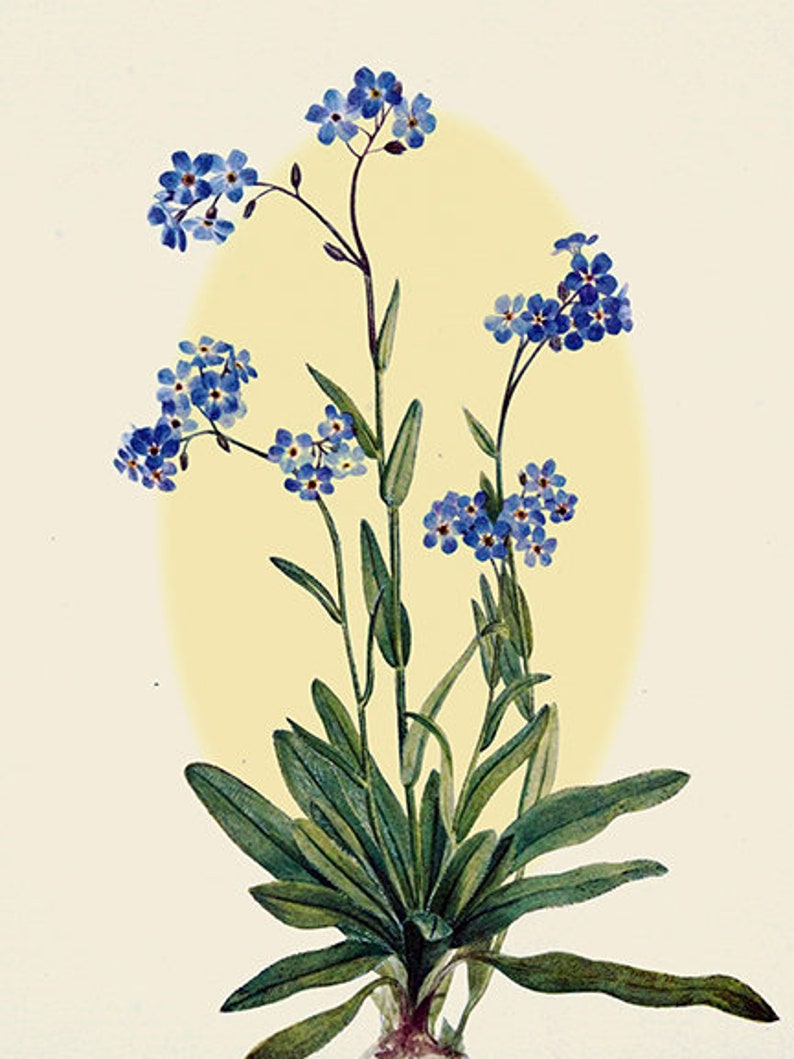 French Botanical Print Blue Wild Flowers, Antique Print Set - Etsy