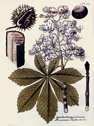 Tree Leaf and Seed Identification Botanical Prints - Etsy