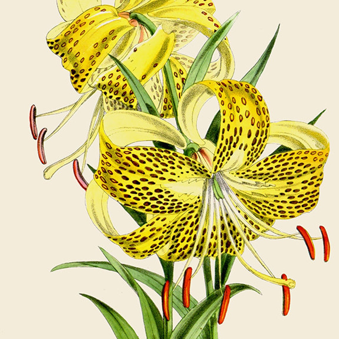 Tiger Lily Botanical Print Set | Etsy