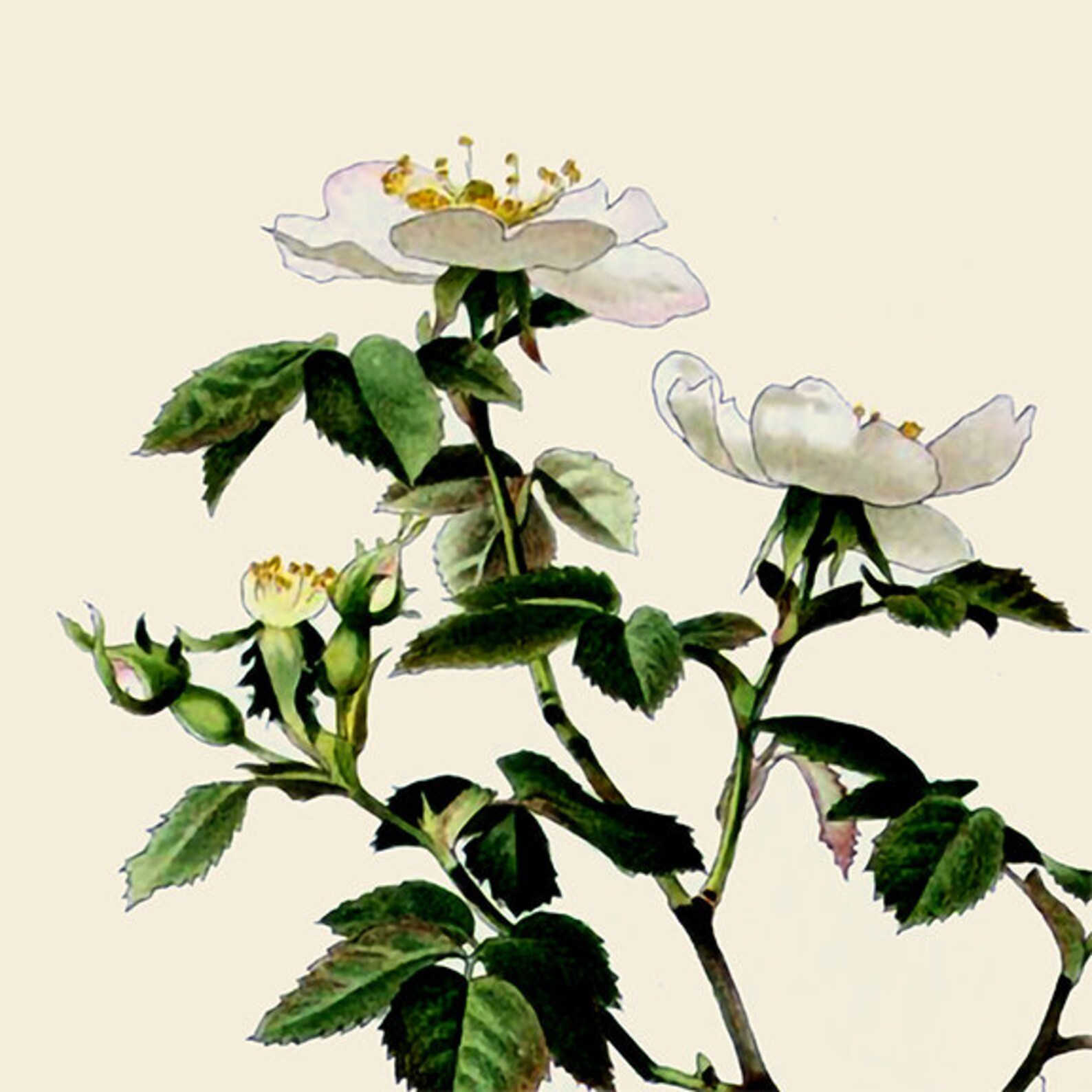 Old White Rose Botanical Illustrations - Etsy