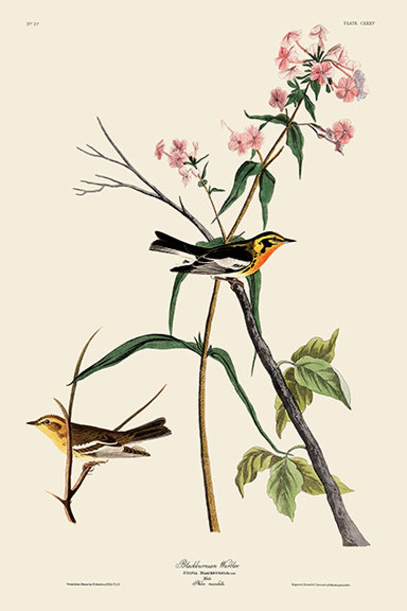 John James Audubon Bird Print Illustrations Plate 135 - Etsy