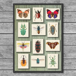 Insect Collection Illustrations - Etsy