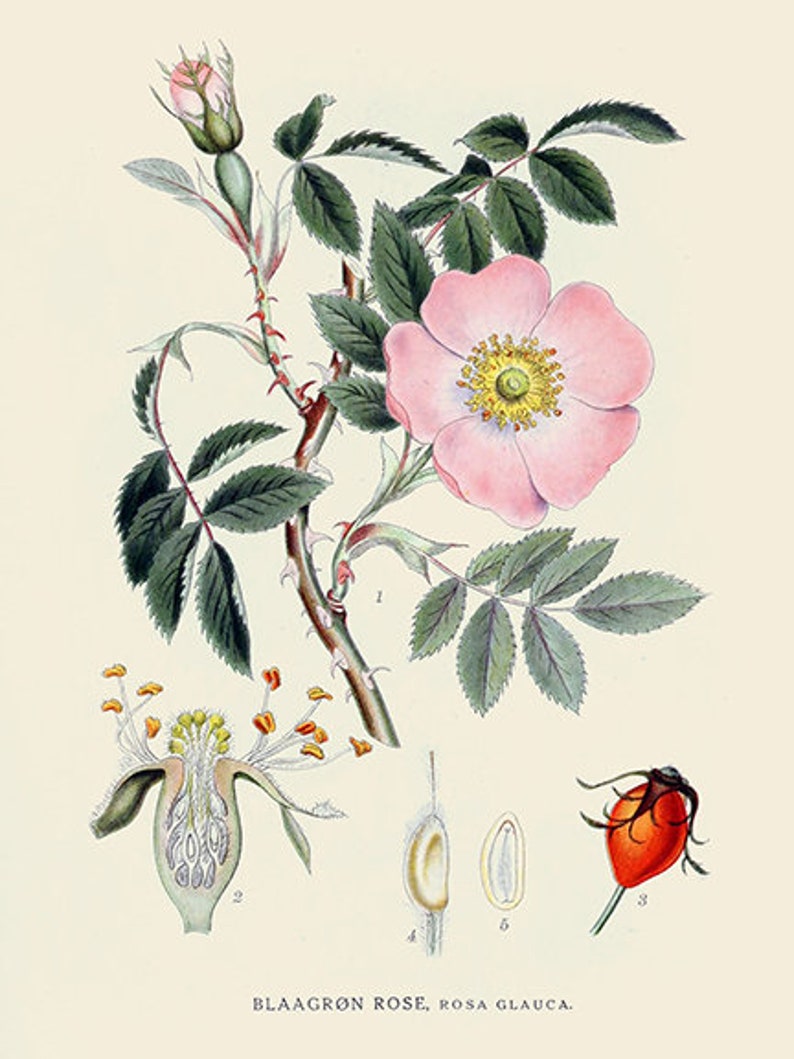 Tudor Rose Botanical Print Set - Etsy