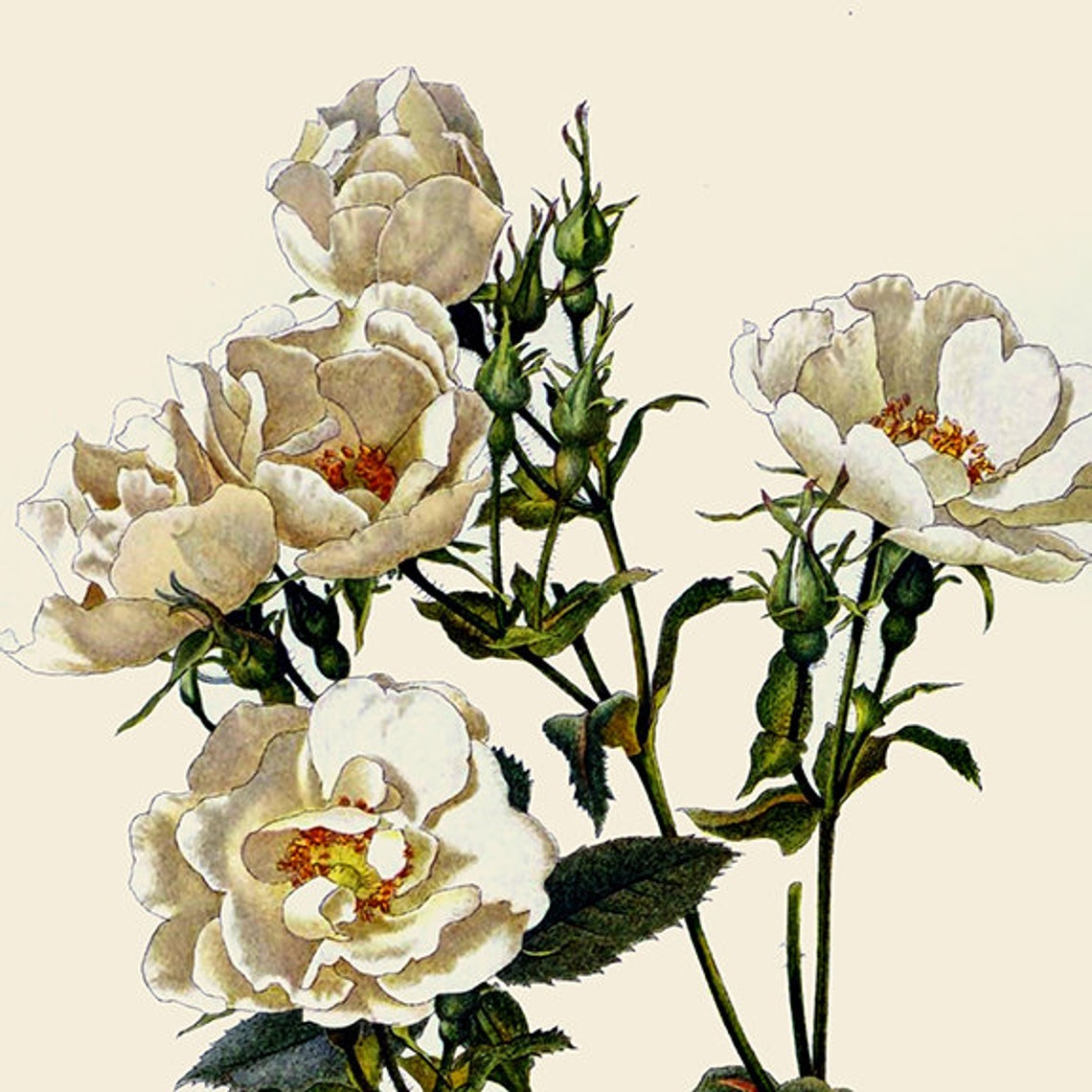 Old White Rose Botanical Illustrations | Etsy