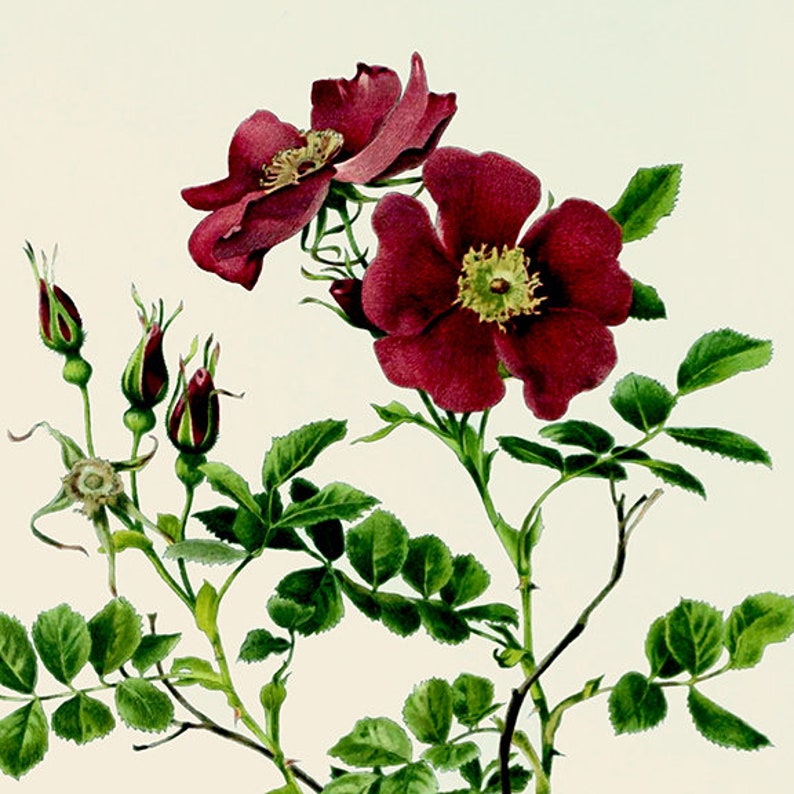 Old Red Rose Botanical Illustrations | Etsy