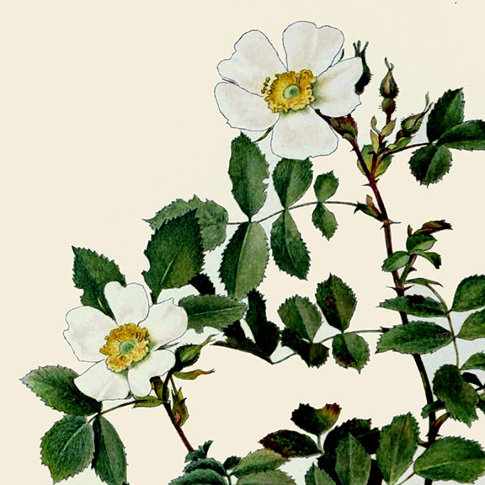 Old White Rose Botanical Illustrations - Etsy