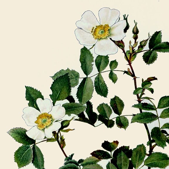 Old White Rose Botanical Illustrations | Etsy