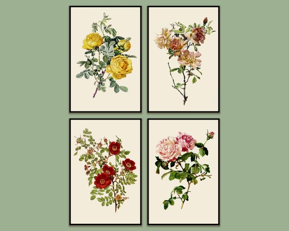 Traditional British Rose Botanical Illustrations by Alfred | Etsy