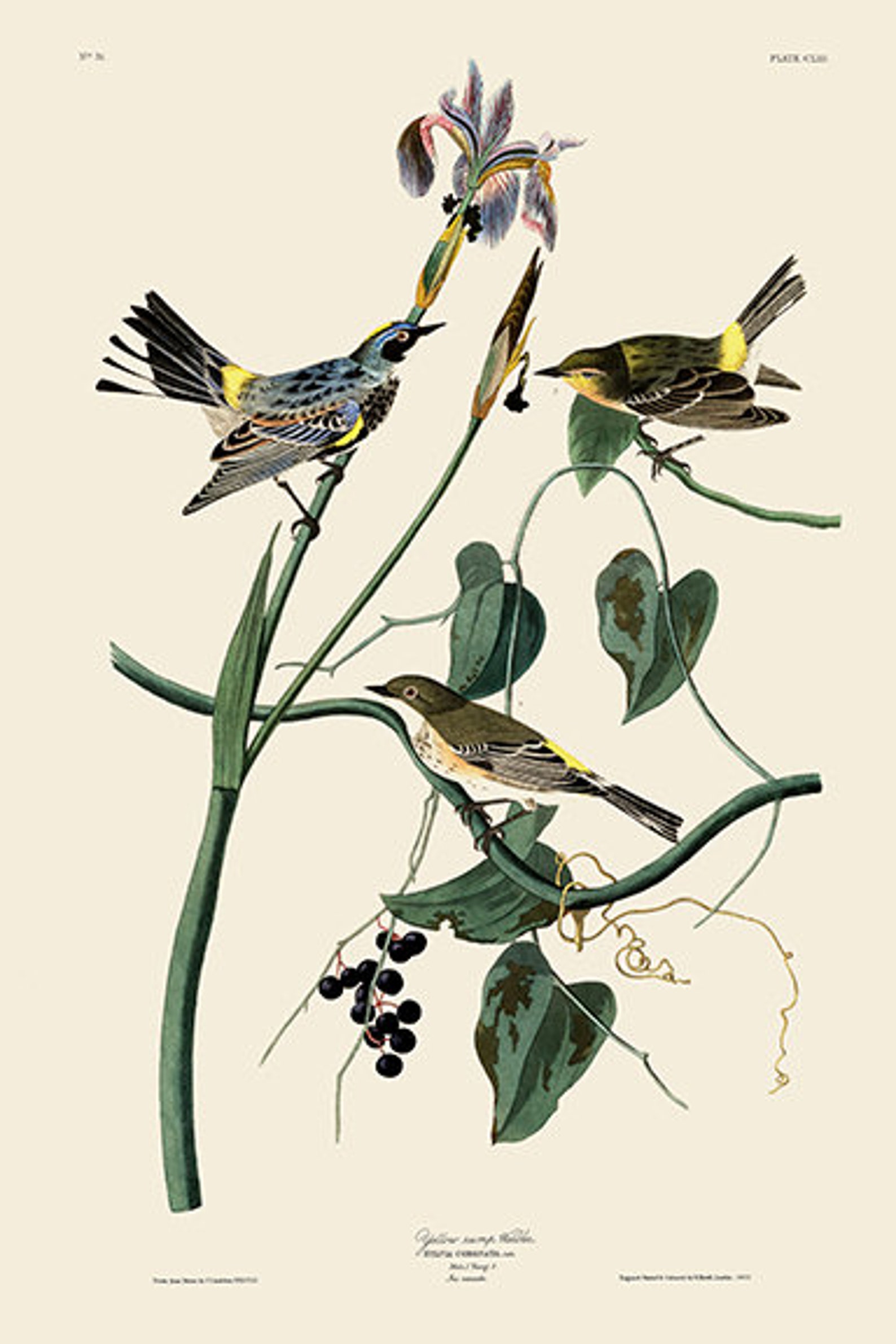 John James Audubon Bird Print Illustrations Plate 153 - Etsy