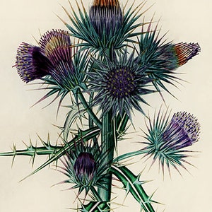 Thistle Botanical Print Set - Etsy