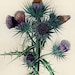 Thistle Botanical Print Set - Etsy