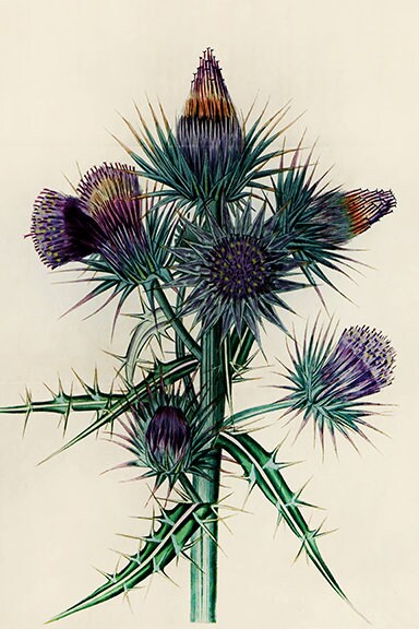 Thistle Botanical Print Set - Etsy