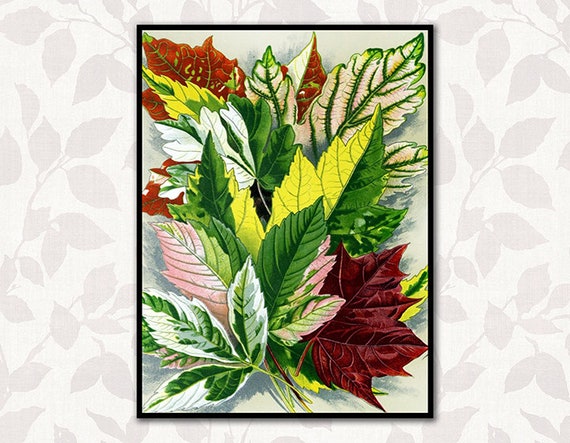 Autumn Leaves 1 Botanical Print | Etsy
