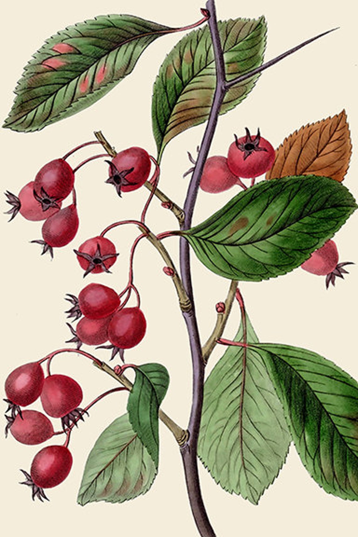 Berry Botanical Illustrations From Historical Sources Antique | Etsy