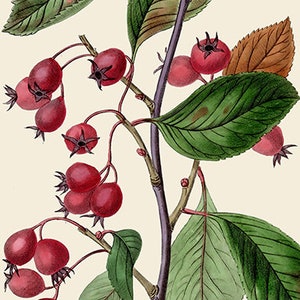 Berry Botanical Illustrations From Historical Sources, Antique Print ...