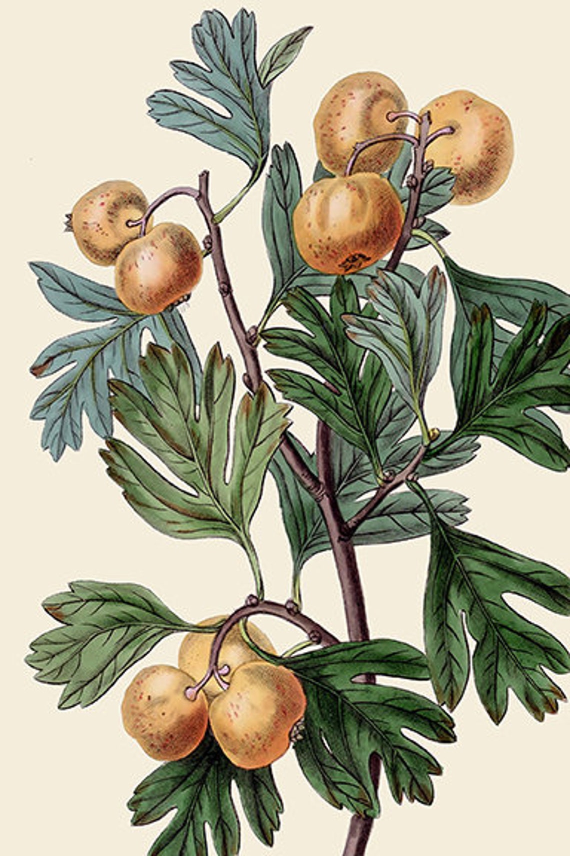 Berry Botanical Illustrations From Historical Sources, Antique Print ...