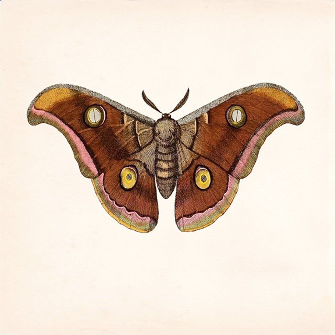 Moth Botanical Illustrations - Etsy