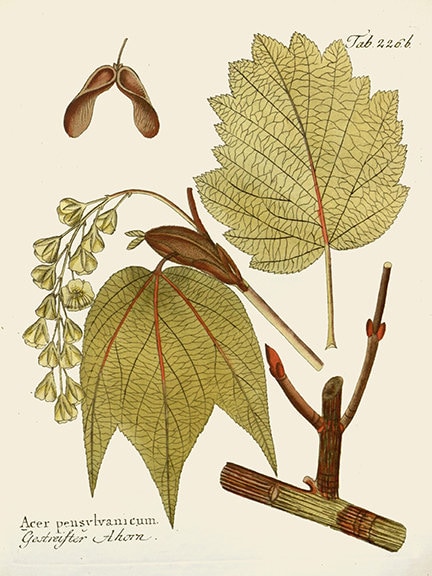 Tree Leaf and Seed Identification Botanical Prints - Etsy