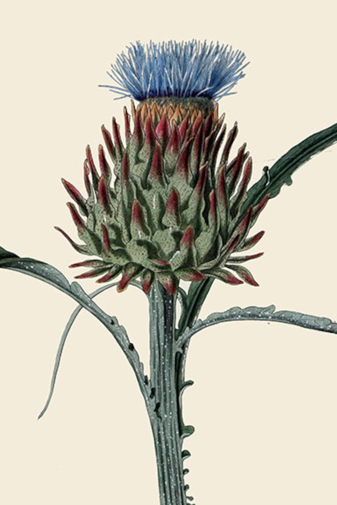 Thistle Botanical Print Set - Etsy