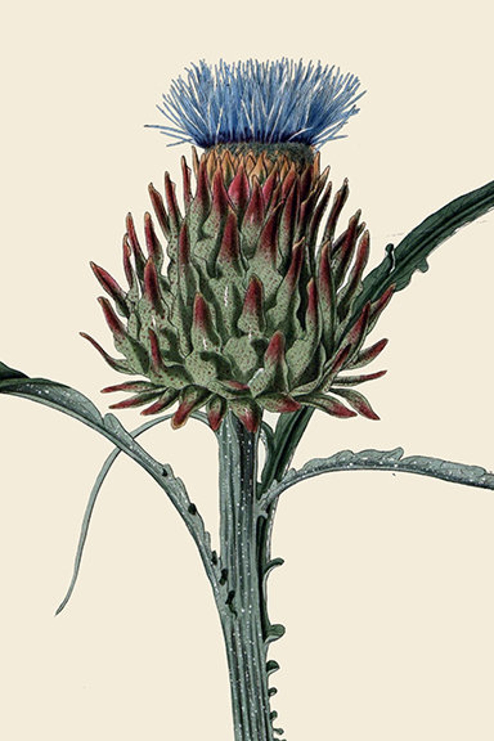 Thistle Botanical Print Set - Etsy
