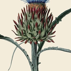 Thistle Botanical Print Set - Etsy