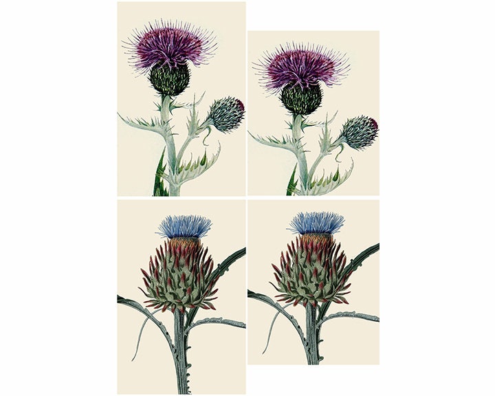 Thistle Botanical Print Set - Etsy