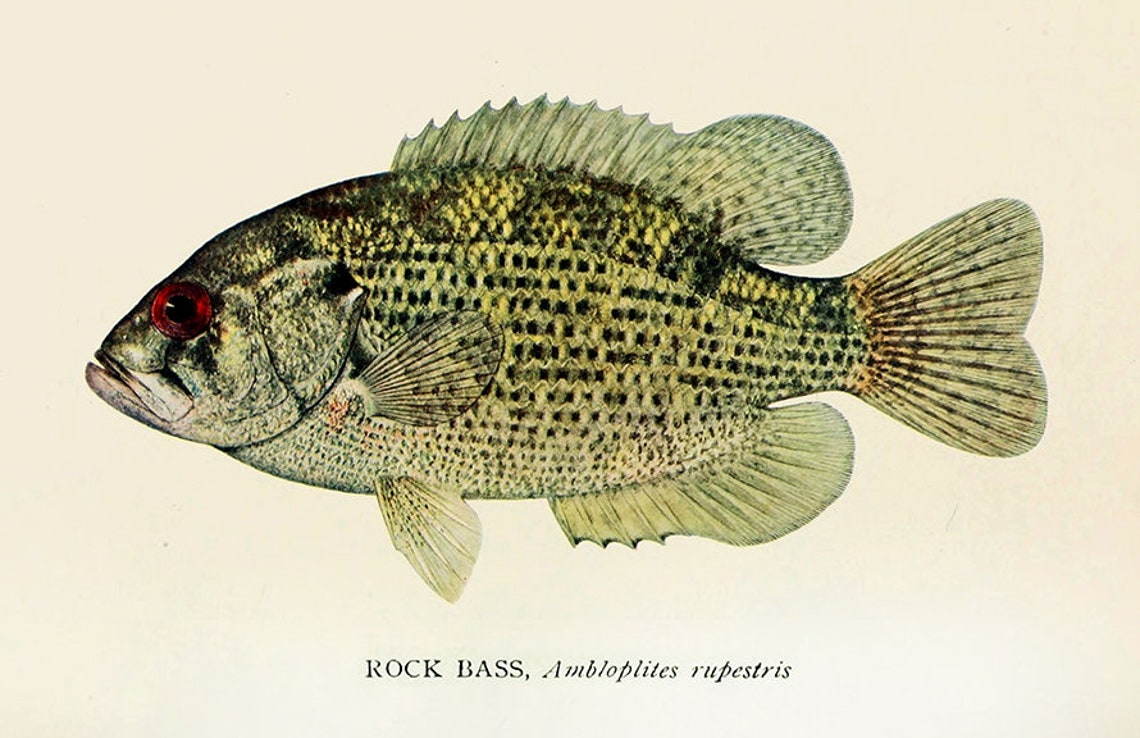 Fresh Water Fish Print Set - Etsy