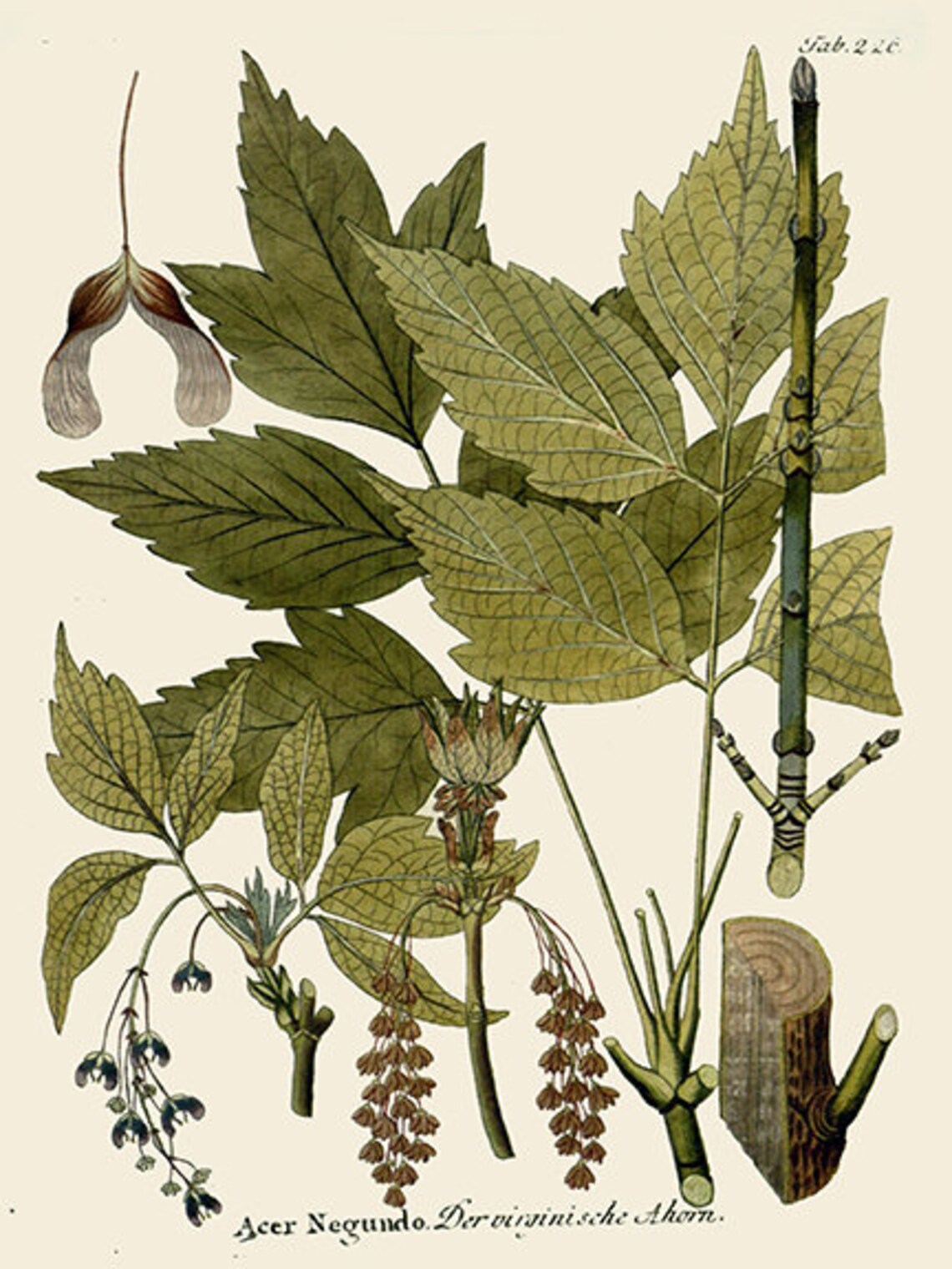 Tree Leaf and Seed Identification Botanical Prints | Etsy