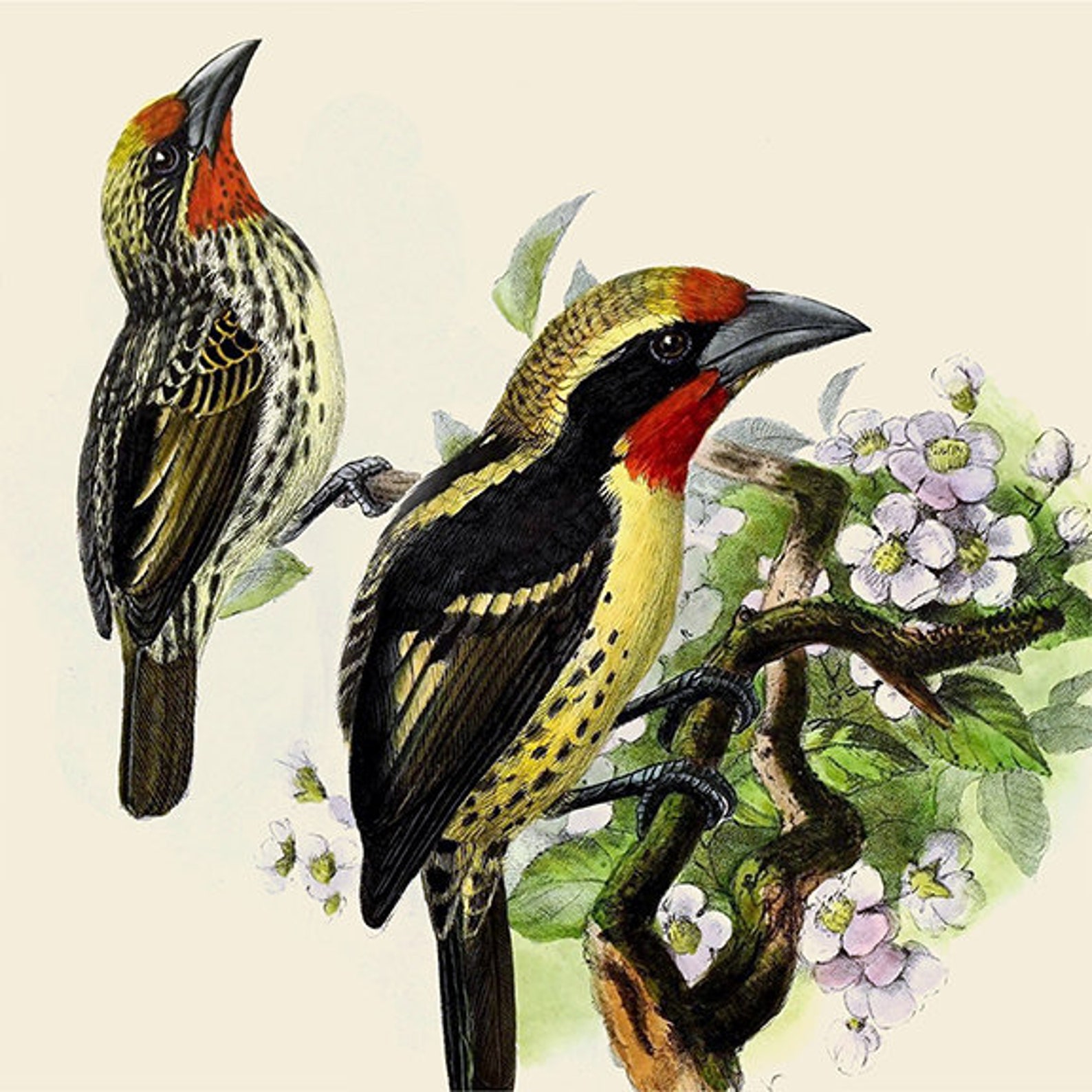 Brazilian Bird Illustrations From Historical Sources, Antique Print Set ...