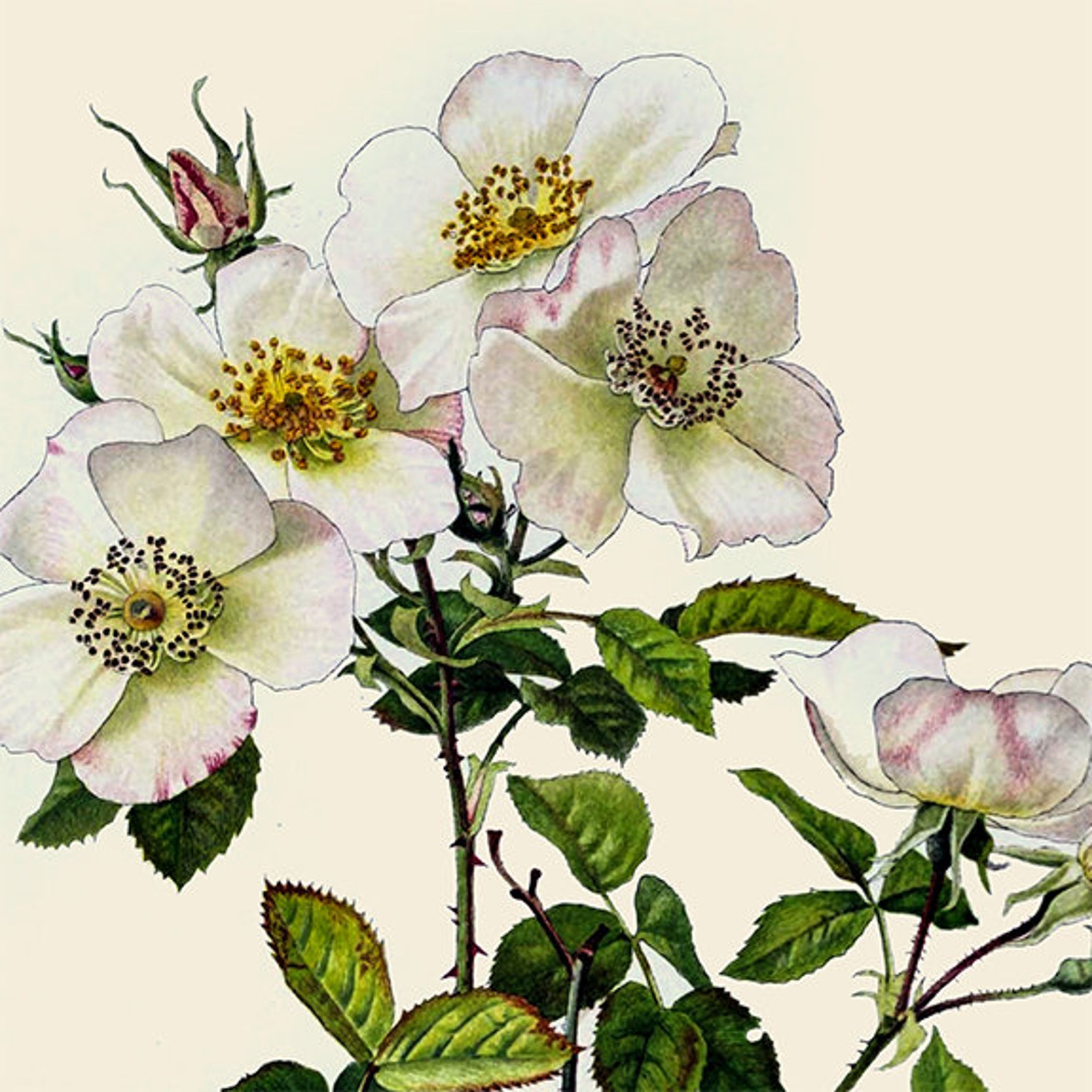 Old White Rose Botanical Illustrations | Etsy