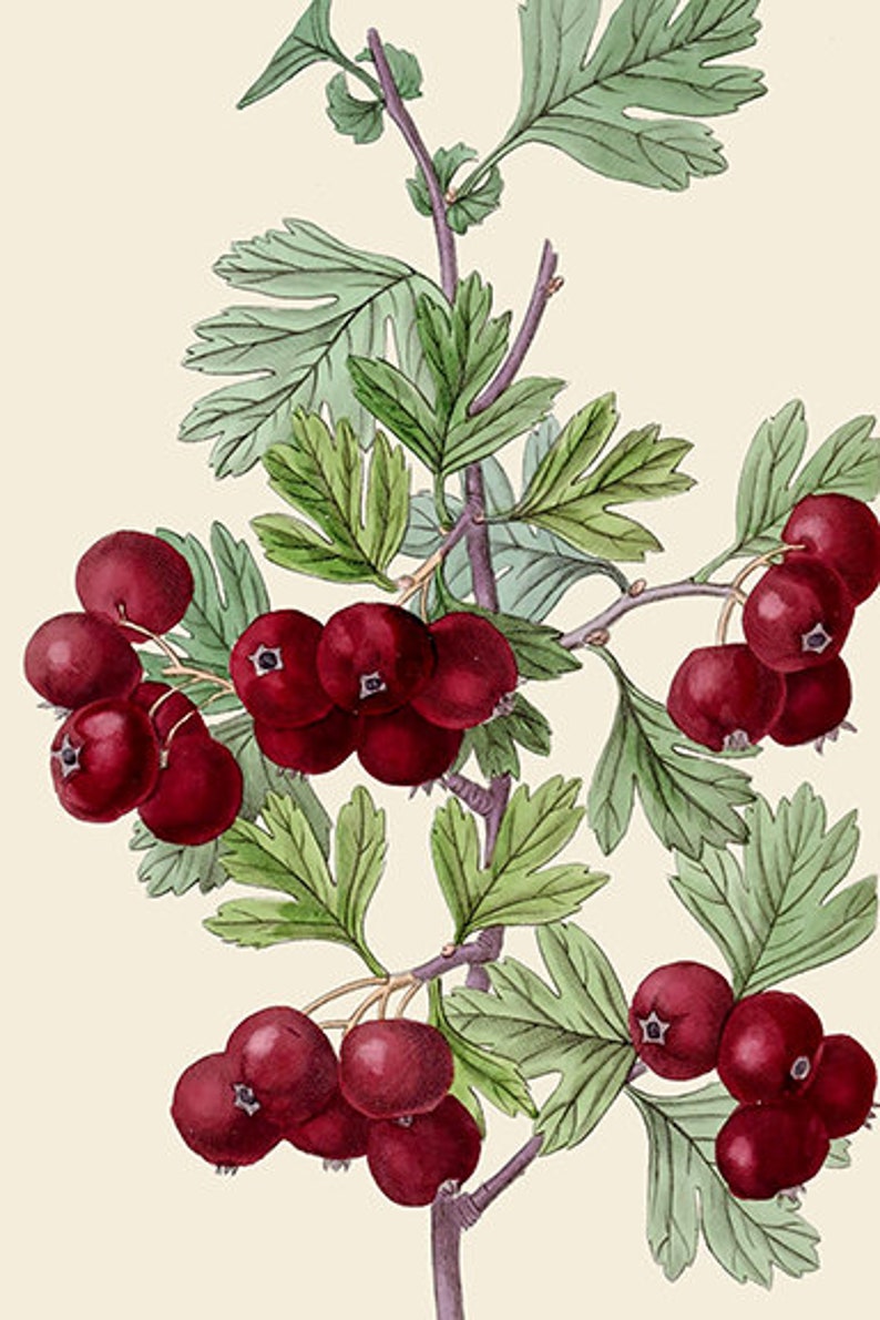 Berry Botanical Illustrations From Historical Sources Antique | Etsy