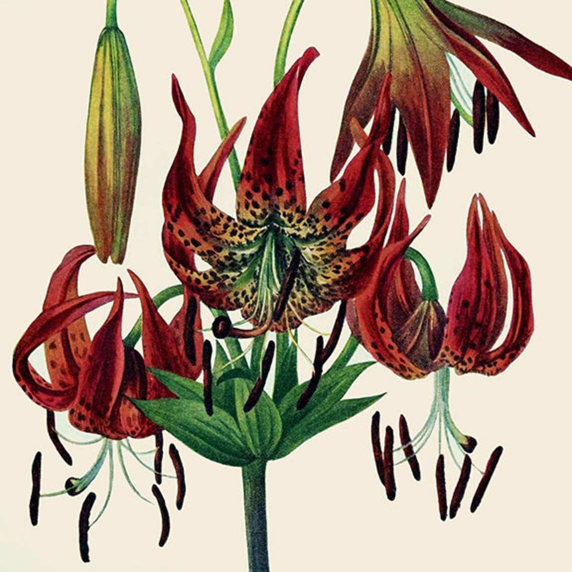 Tiger Lily Botanical Print Set | Etsy