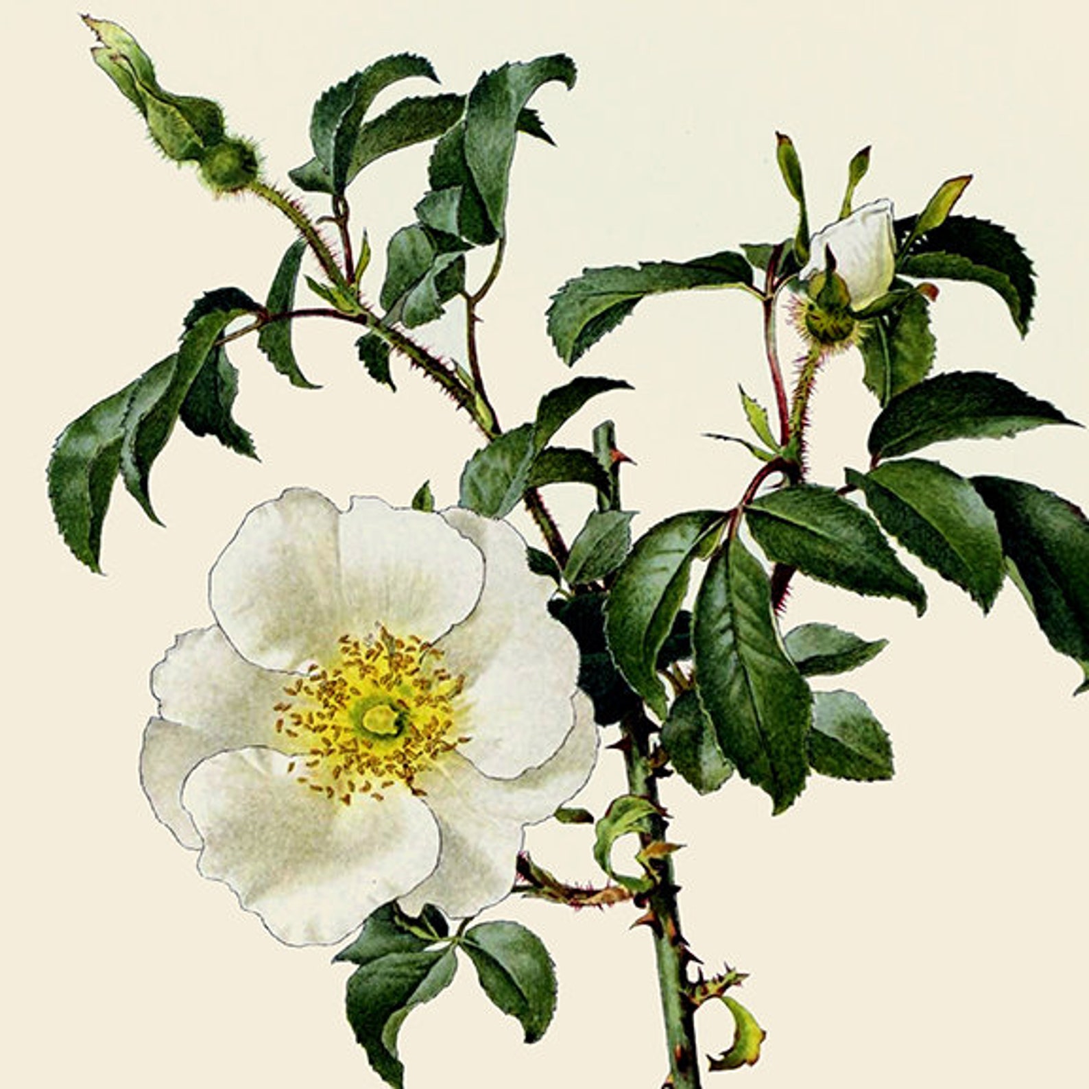Old White Rose Botanical Illustrations - Etsy