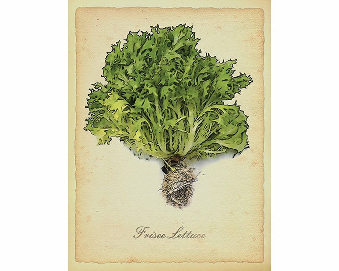 Lettuce Varieties Botanical Illustrations Wall Art - Etsy