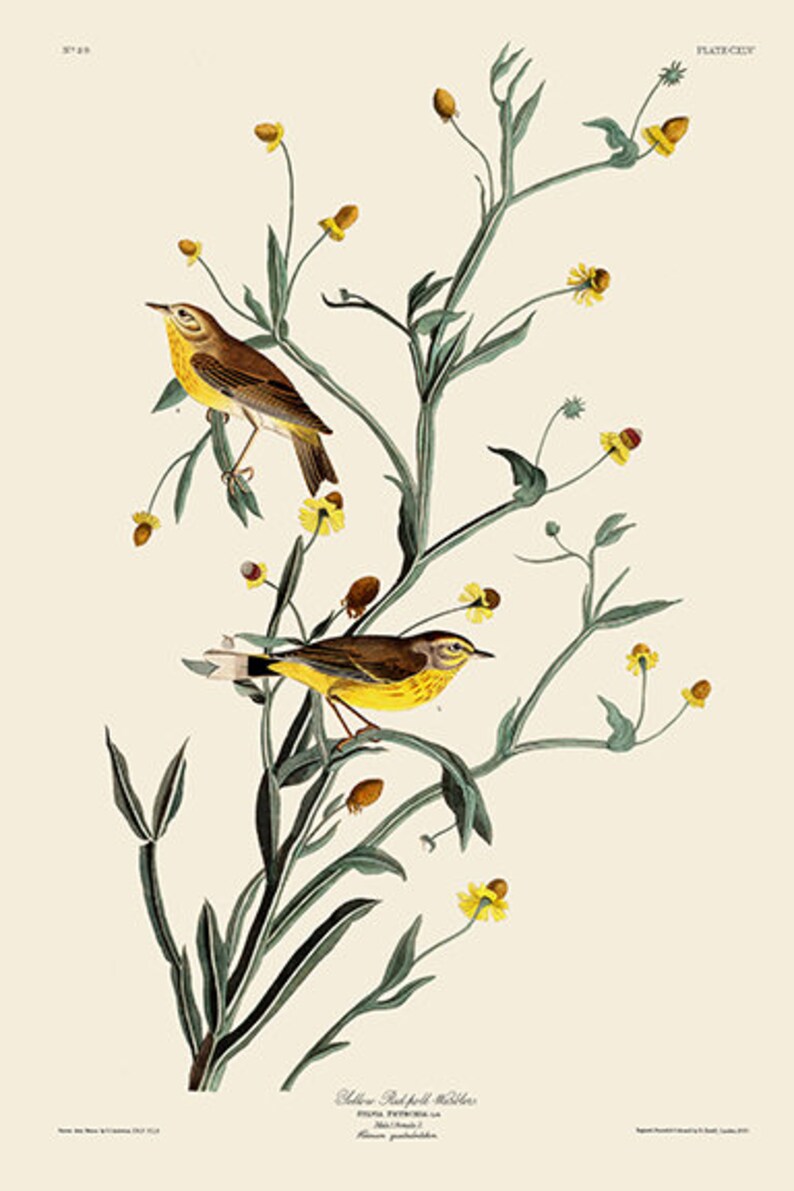 John James Audubon Bird Print Illustrations Plate 145 - Etsy