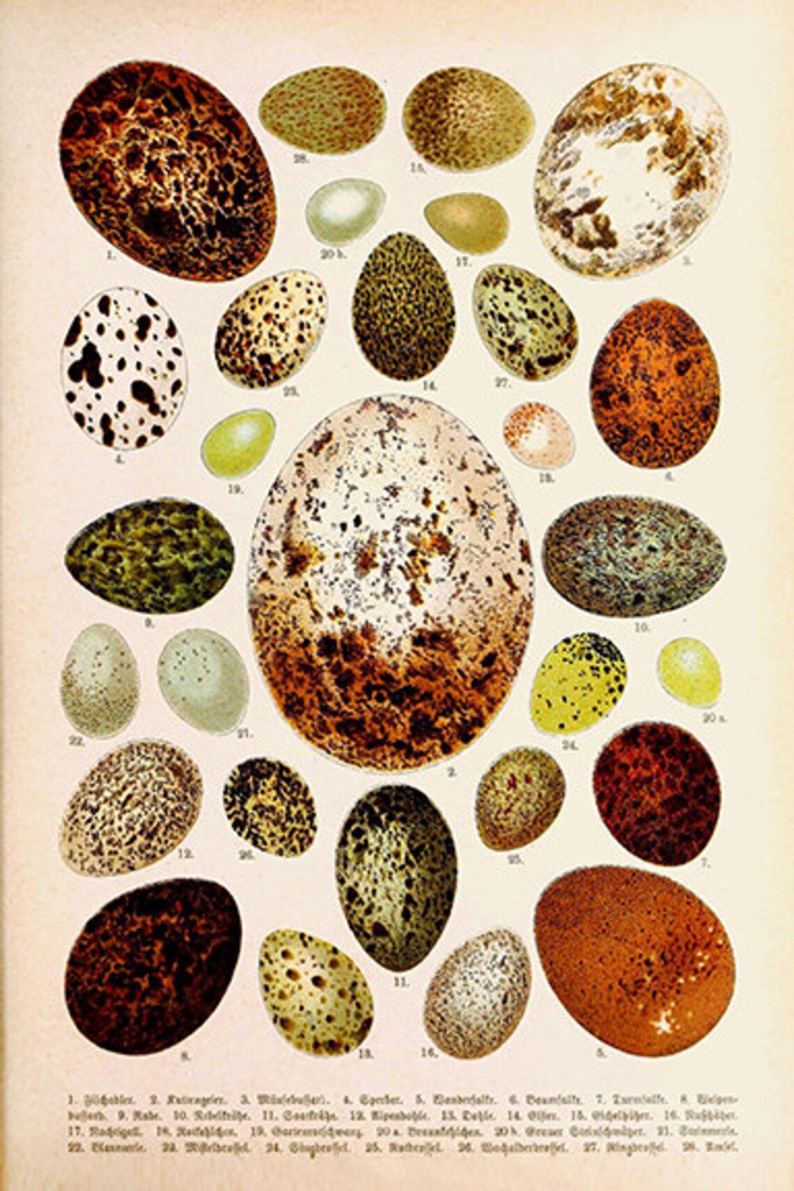 Bird Egg Chart Antique Botanical Print. | Etsy