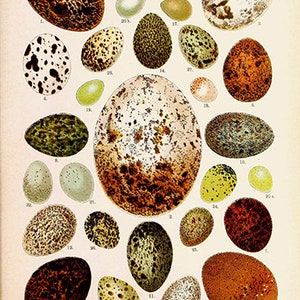 Bird Egg Chart Antique Botanical Print. - Etsy