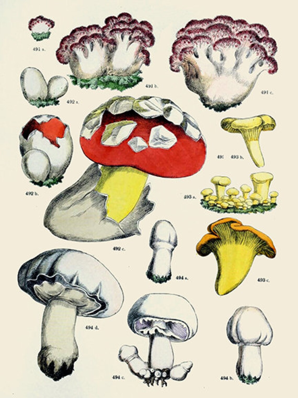 Mushroom Identification Charts Botanical Illustrations | Etsy